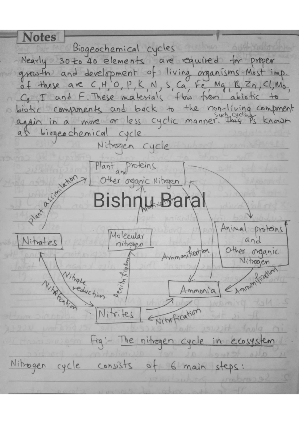 Biogeochemical Cycle Notes (Biol 101) - Nitrogen & Carbon Cycles ...