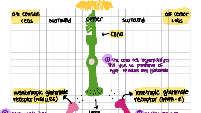 ON CENTER Off Center Cells and Glutamate Receptors in Vision - Studocu