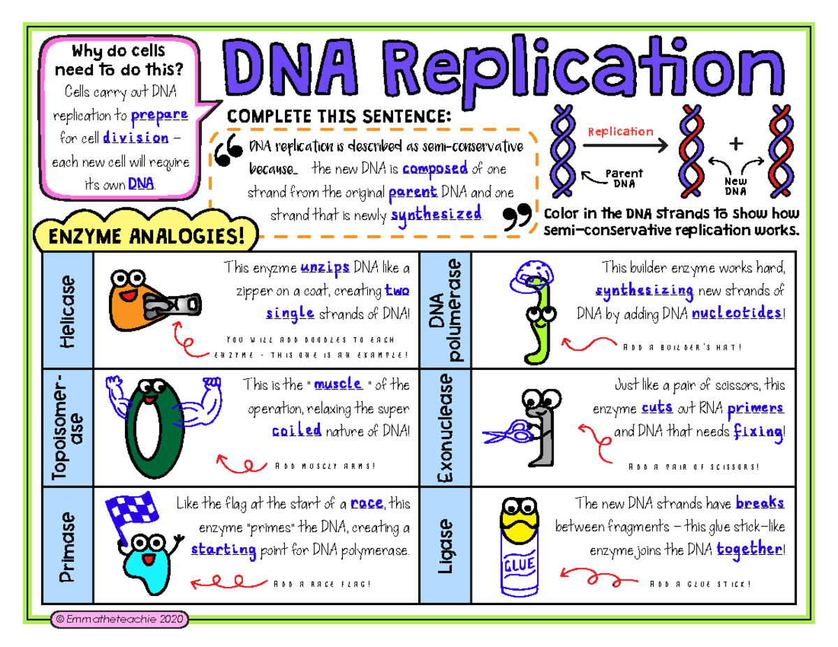 DNA Replication Overview and Stages - Bio 101 Study Notes - Studocu