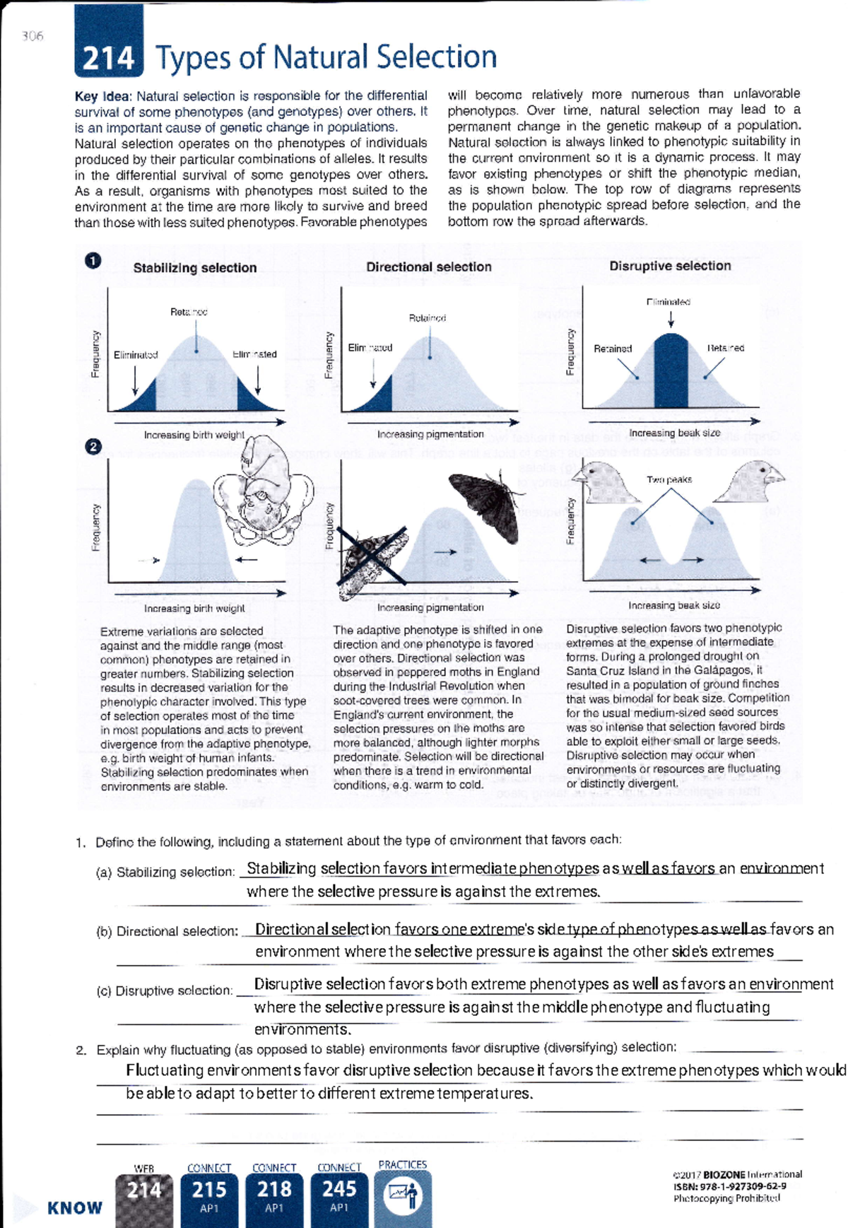 Natural selection Worksheet - Types of Natural Selection ####### Key ...