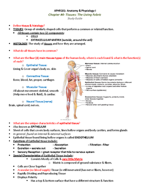 Chapter 5- Tissues - Anatomy - Chapter 5: Tissues – Anatomy Concepts ...