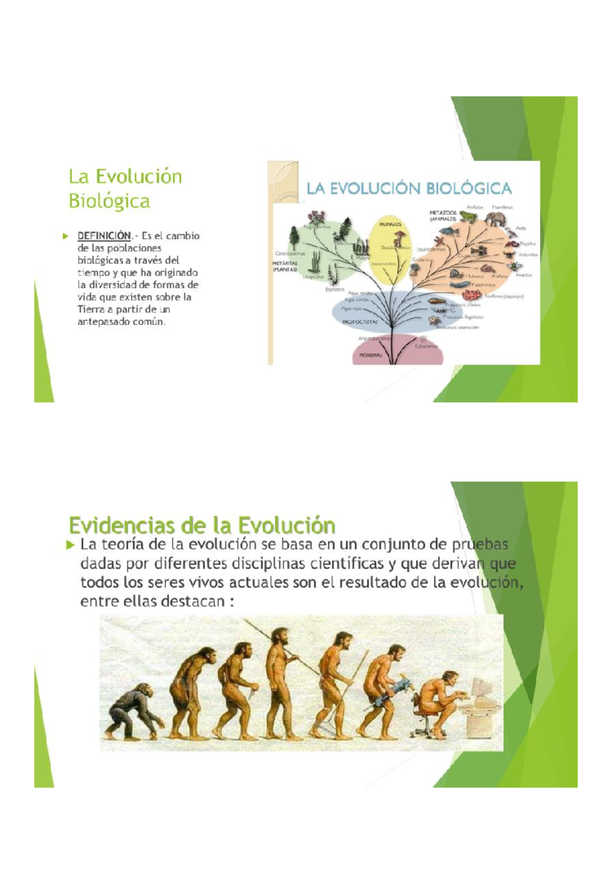 Evidencias de la Evolución Biológica: Teoría y Conceptos Clave (BIO-SED ...