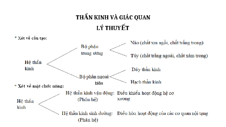 KINH QUAN - CẤU TẠO HỆ THẦN KINH - LÝ THUYẾT CƠ BẢN - Studocu