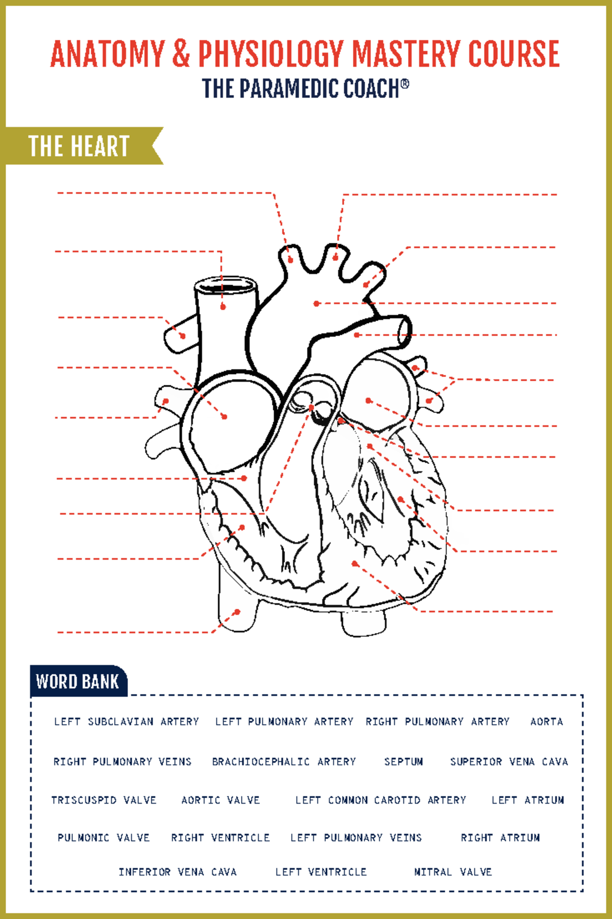 Paramedic Coach Anatomy & Physiology Worksheet - Studocu