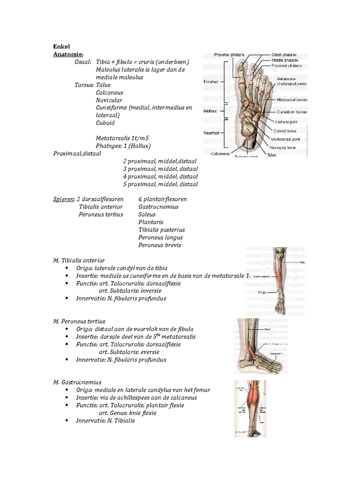 Enkel Anatomie en Acute Pathologieën - Lesmateriaal ANAT123 - Studeersnel