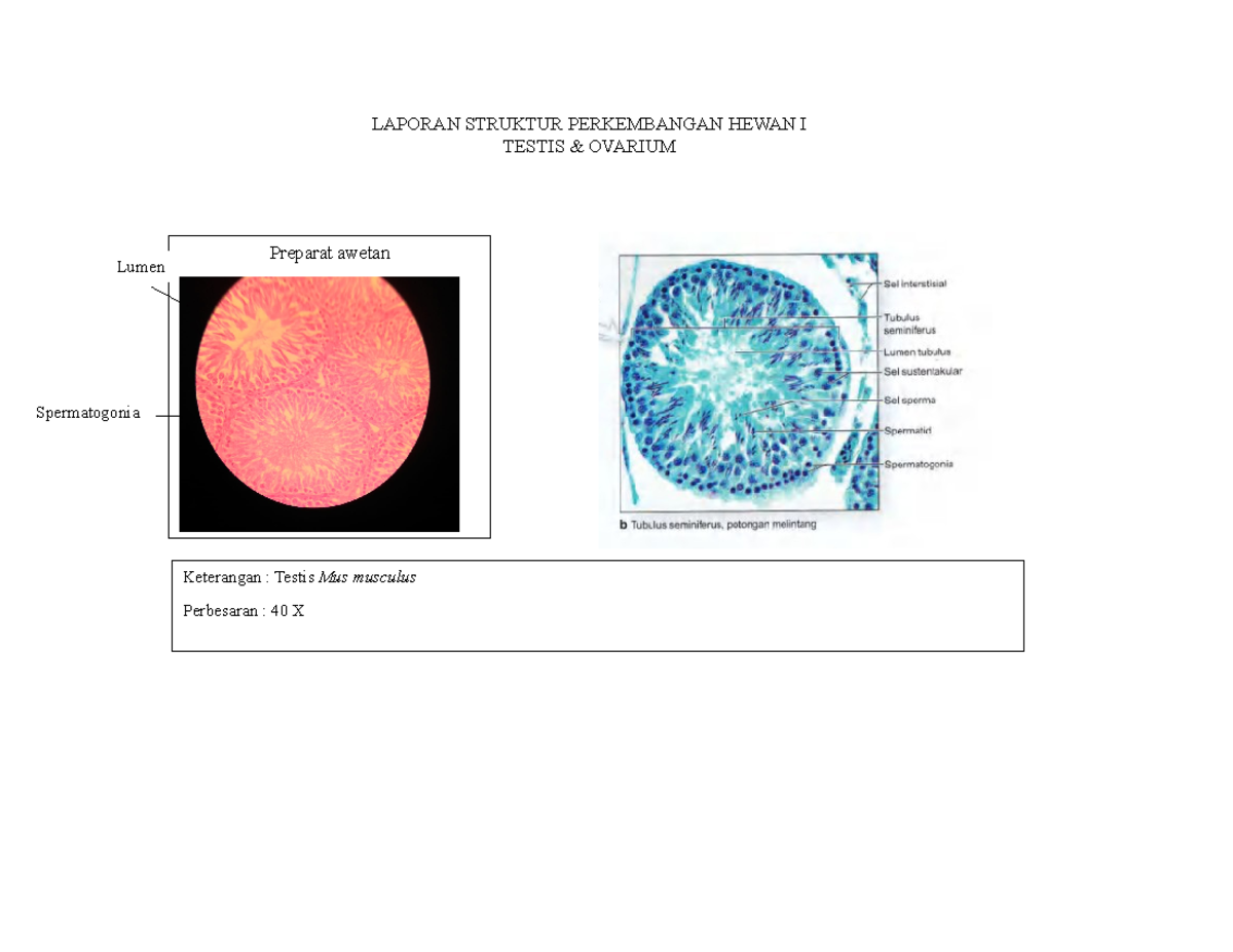 Analisis Struktur Testis & Ovarium pada Hewan - Pembandingan Spesies ...