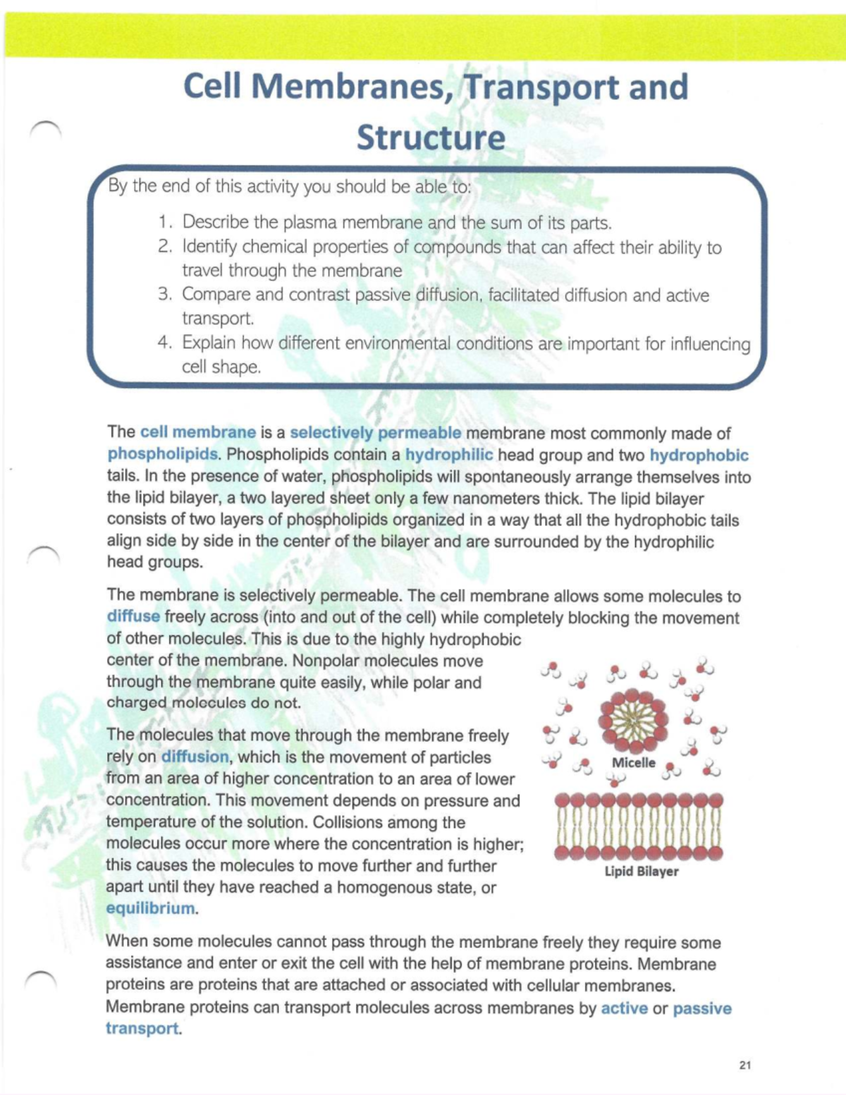 Cell Membranes: Structure, Transport Mechanisms, and Functions - Studocu