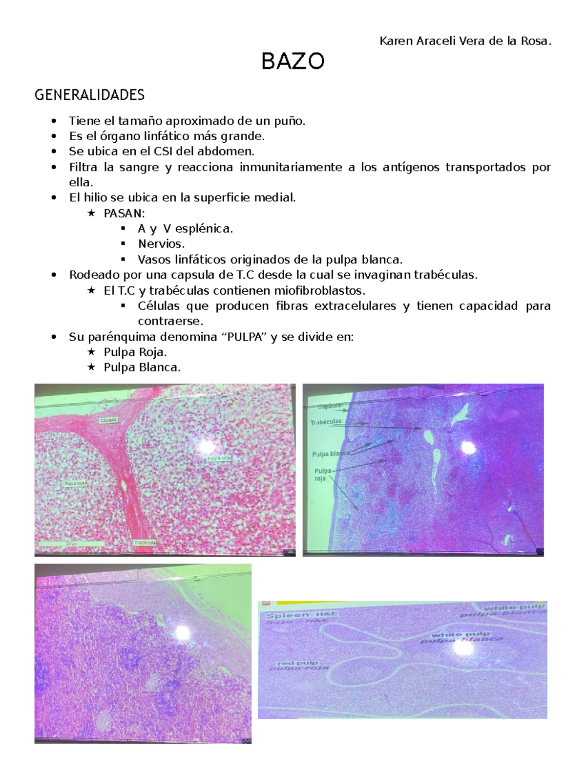 TL-BAZO - Histología del Tejido Linfático del Bazo - Studocu
