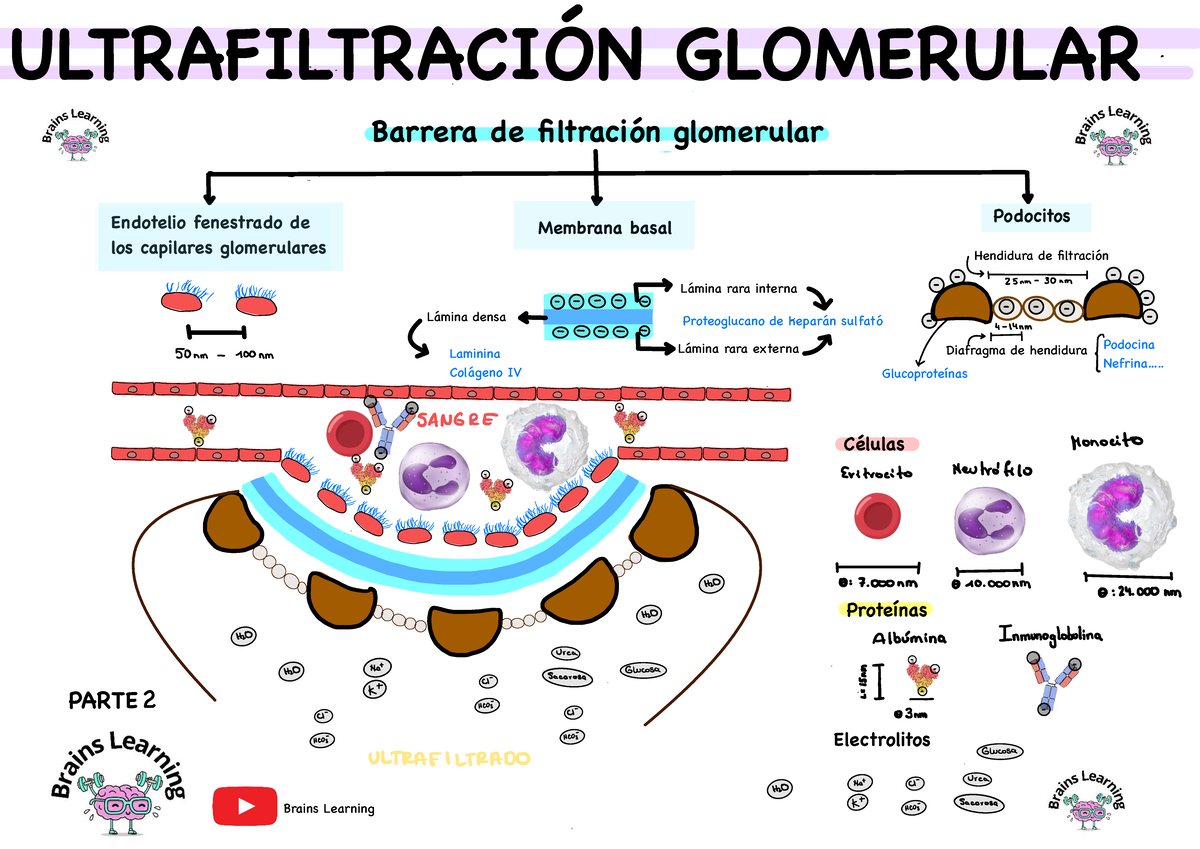 Membrana de filtración - Barrera de filtración glomerular Células ...