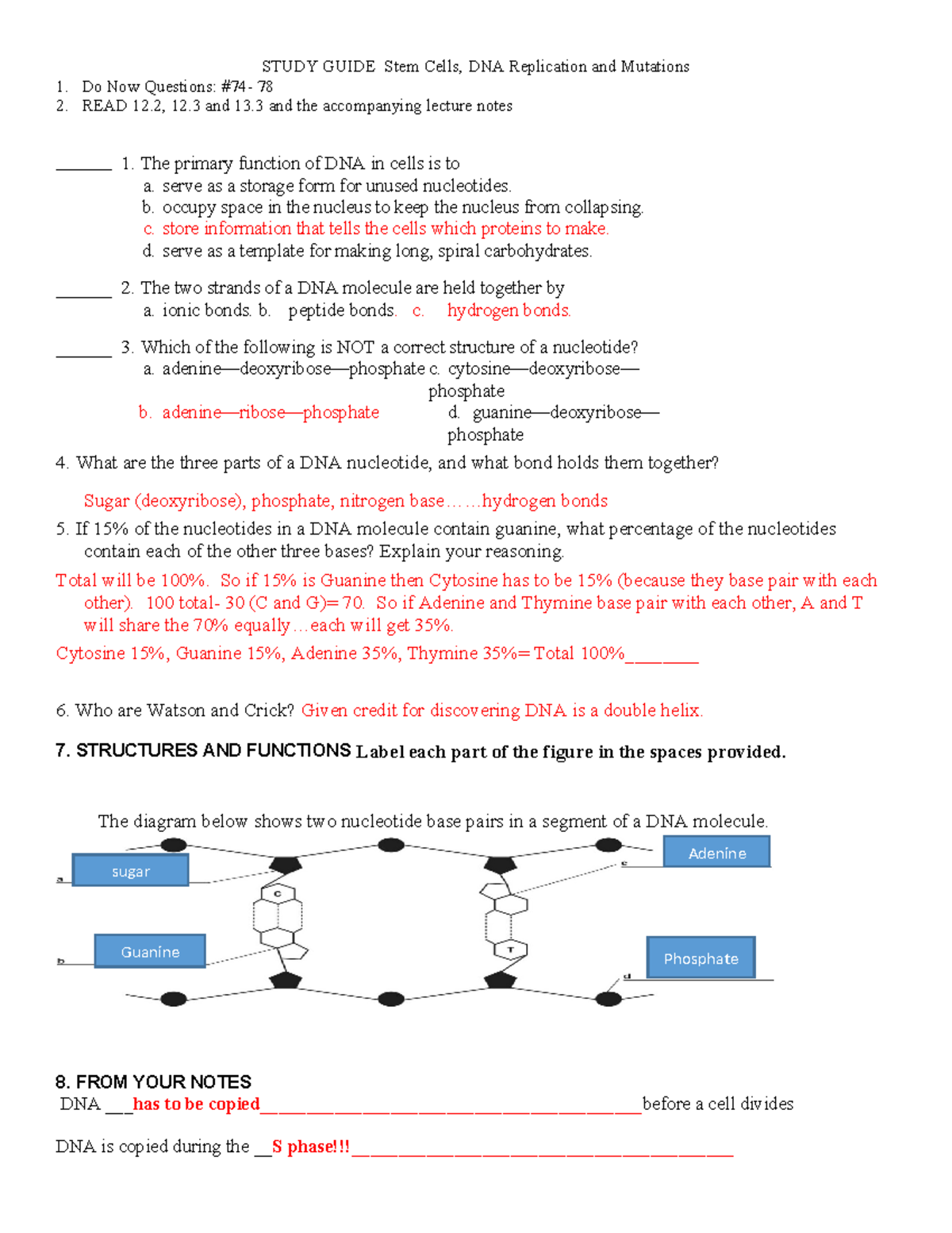 Study Guide: Stem Cells, DNA Replication & Mutations (Final Exam) - Studocu