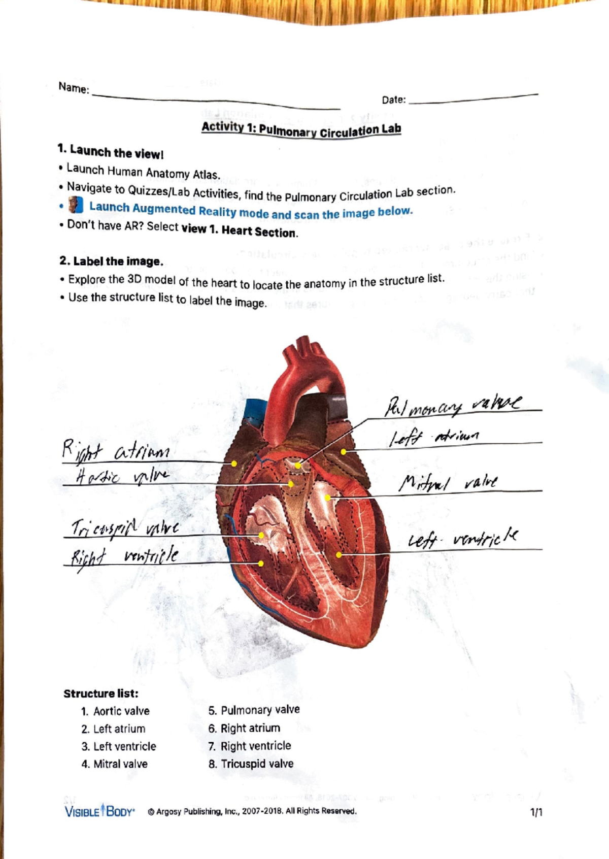 Lab Report on Pulmonary Circulation: Methods and Findings - Studocu