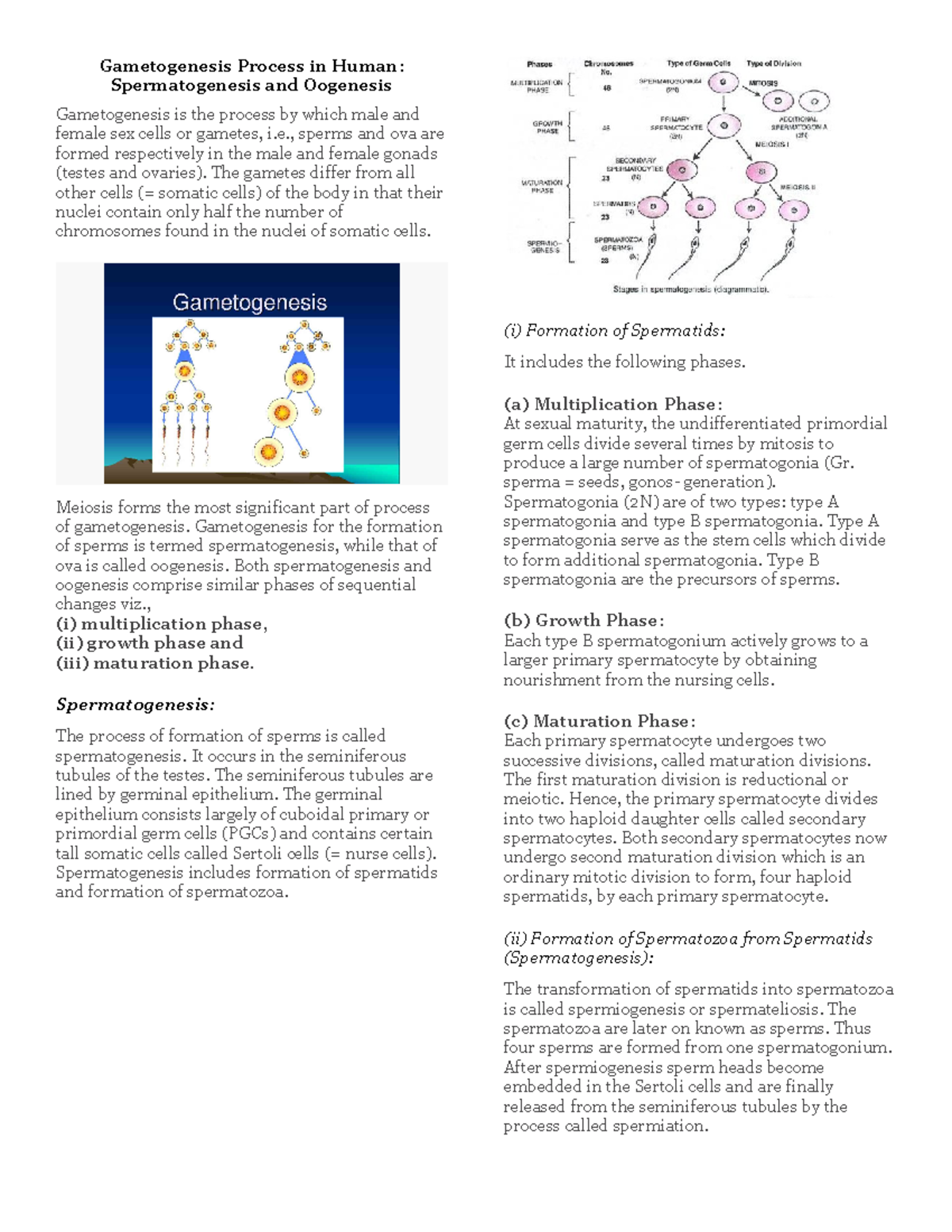 Gametogenesis Process in Human - Gametogenesis Process in Human ...