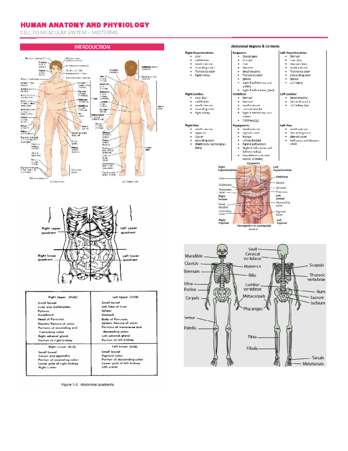 LAB Anaphy Reviewer - CELL TO MUSCULAR SYSTEM – MIDTERMS INTRODUCTION ...