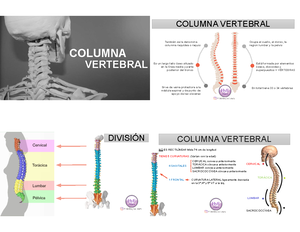 Cortes anatómicos - Anatomía Humana - UNA - Studocu