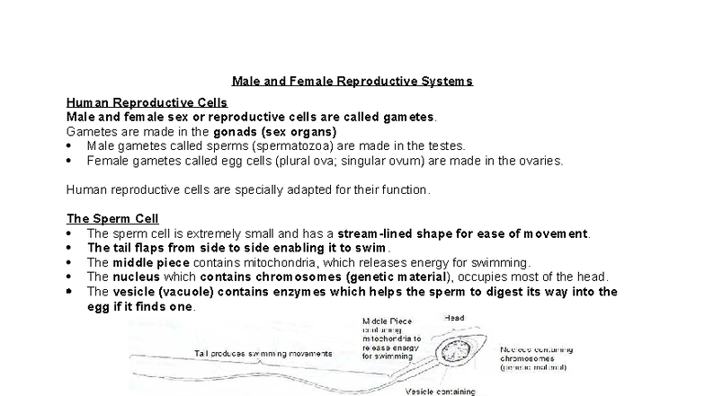 Reproduction, Pregnancy, and Birth: Human Male & Female Systems - Studocu