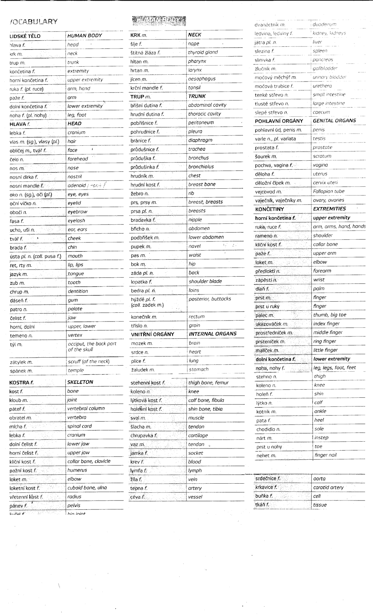 Human Body Vocabulary - Anatomy Terms and Definitions - Studocu