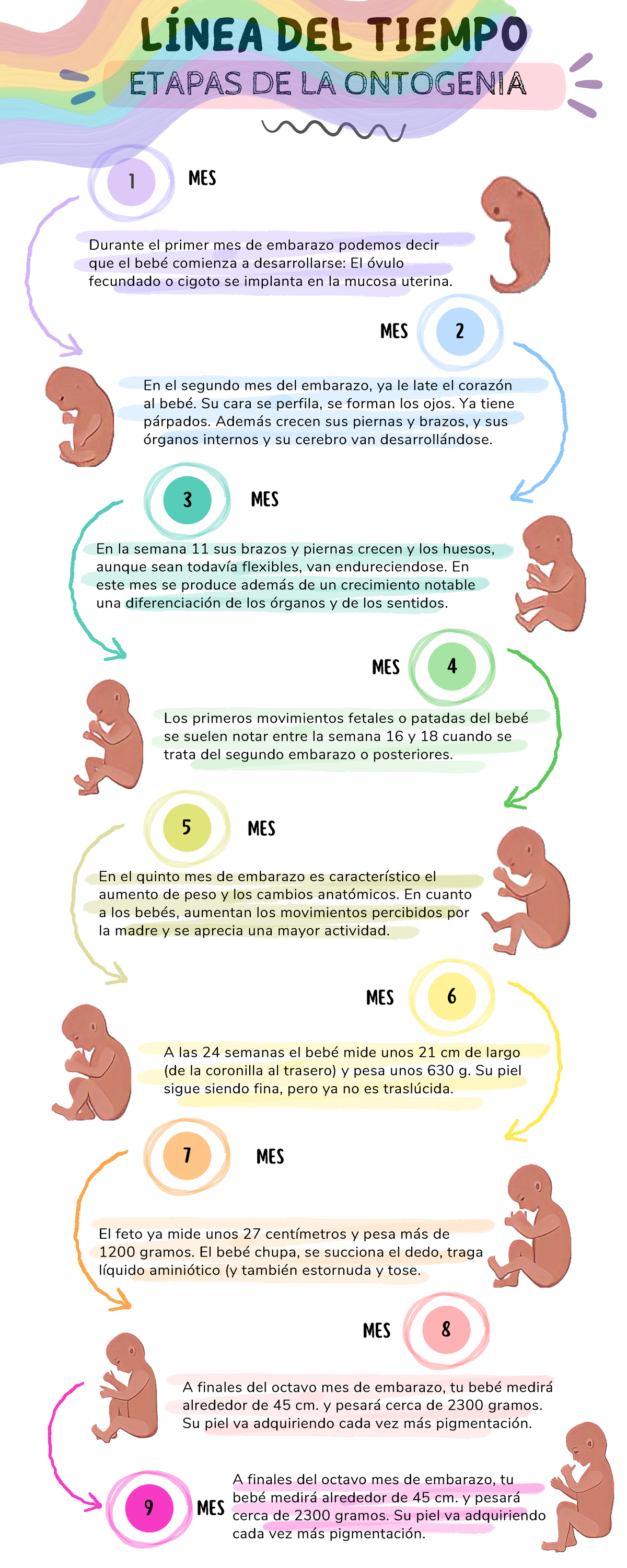 Línea del Tiempo de la Ontogenia: Desarrollo Fetal Mes a Mes - Studocu