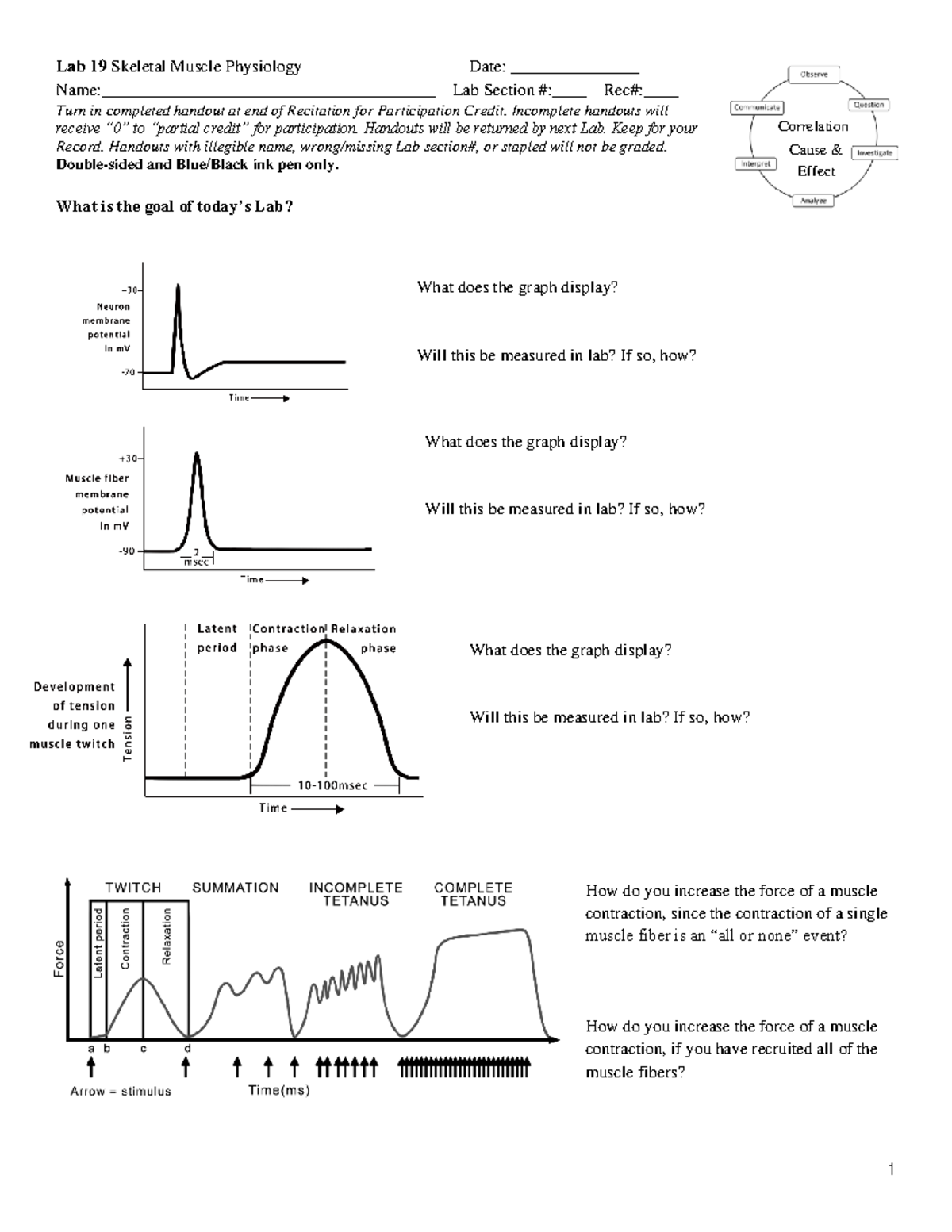 Lab 19: Skeletal Muscle Physiology Recitation Handout S24 - Studocu
