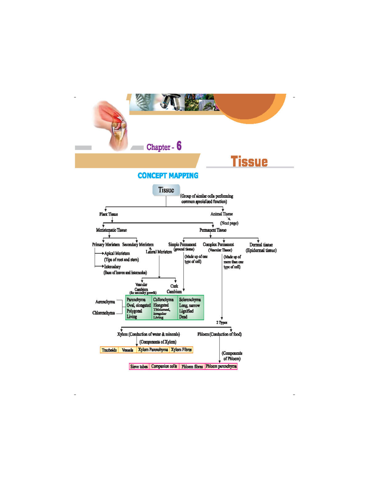 Chapter 6: Tissue Types and Functions - Study Material (9) - Studocu
