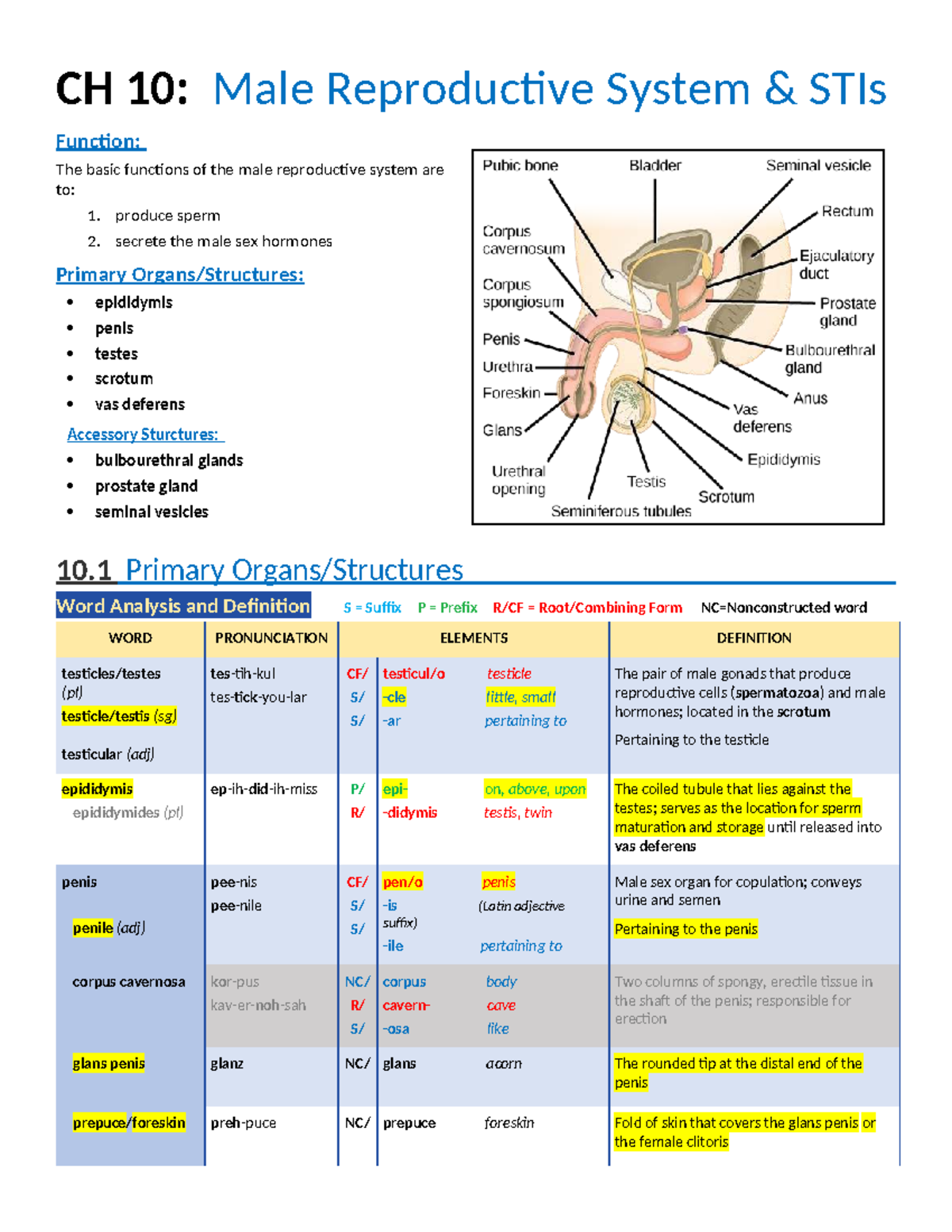 CH 10: Male Reproductive System & STIs - Word Analysis & Definitions ...