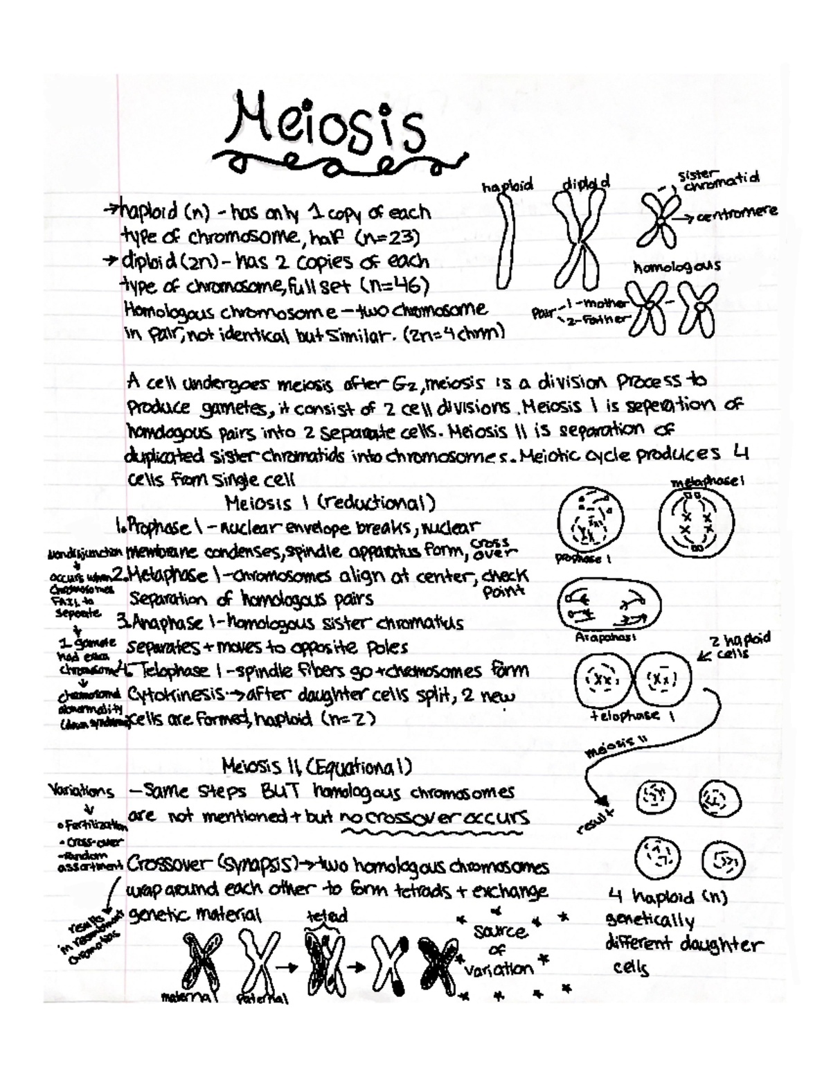 AP Bio Unit 5 - Meiosis and Genetic Variation Notes - Studocu