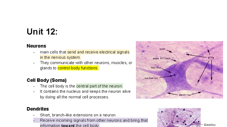 Lab 4 Study Guide: Neurons, Brain Anatomy, and Cranial Nerves - Studocu