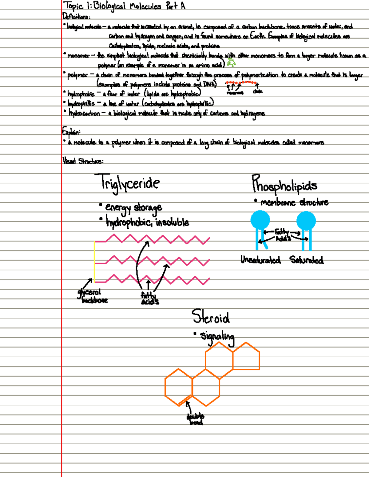 Biological Molecules Overview: Definitions & Metabolic Pathways - Studocu