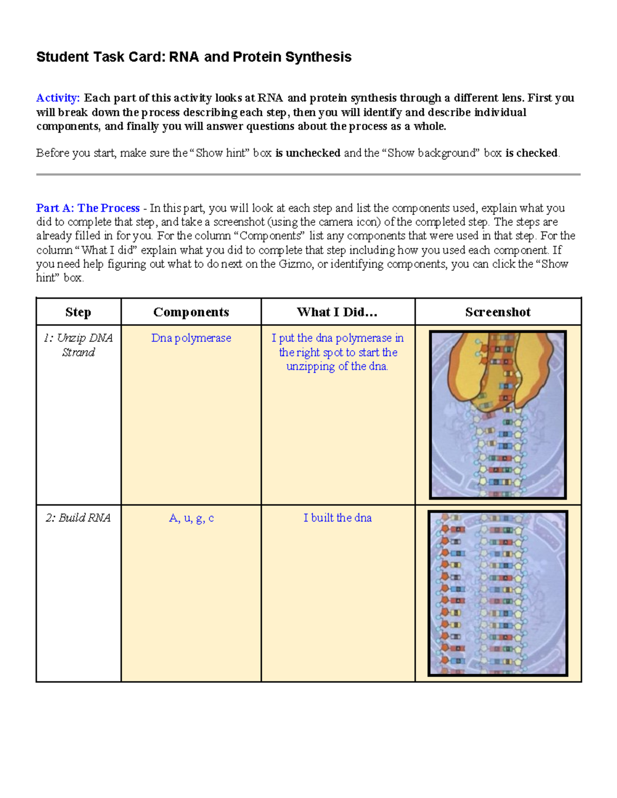RNA & Protein Synthesis Gizmo Activity: Steps & Components Analysis ...