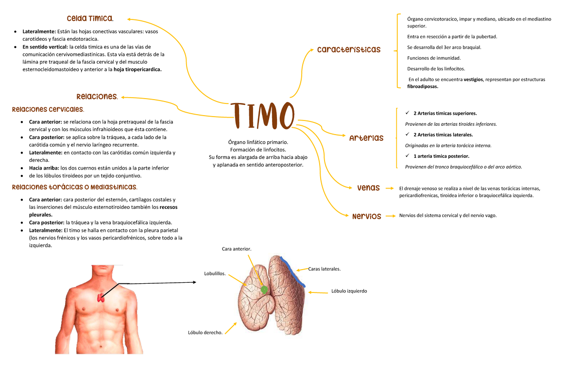 Esquema del Timo: Estructura, Funciones y Vasos Sanguíneos - Studocu