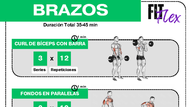Entrenamiento de Brazos: Rutina de Ejercicios y Series - Studocu
