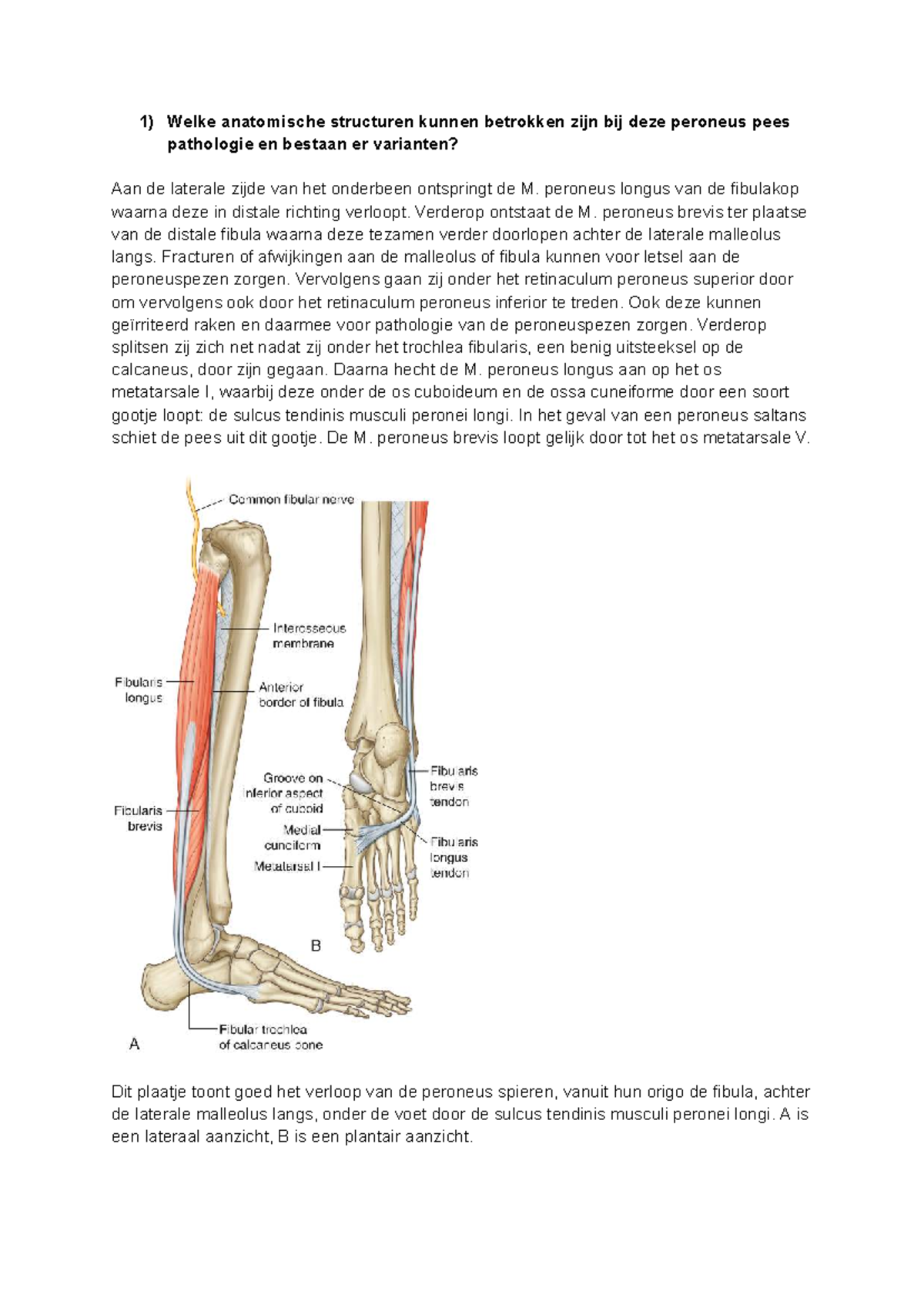 Refereersessie peroneuspezen: Anatomie, Pathologie en Behandeling ...