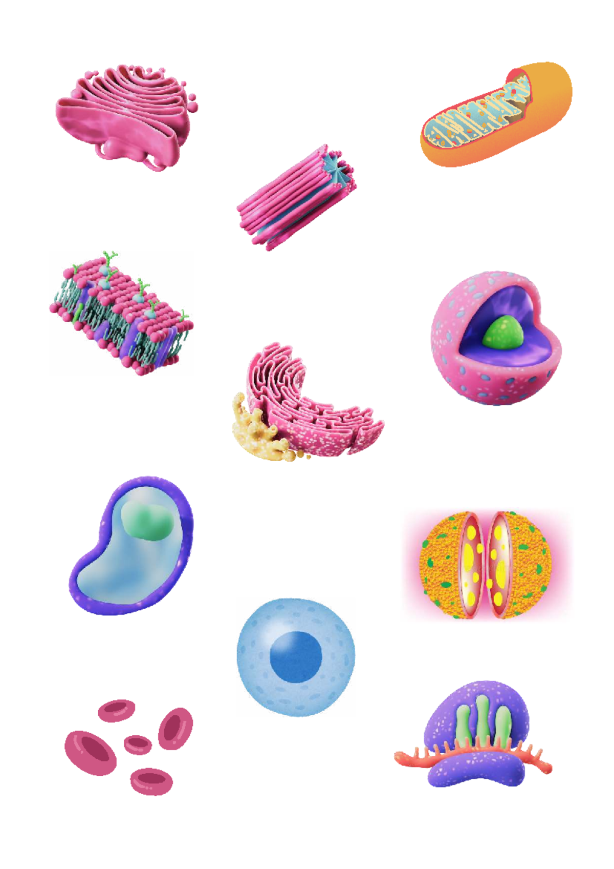 Animal Cell Parts Overview - 2026-0114 & 2041-34 - Studocu