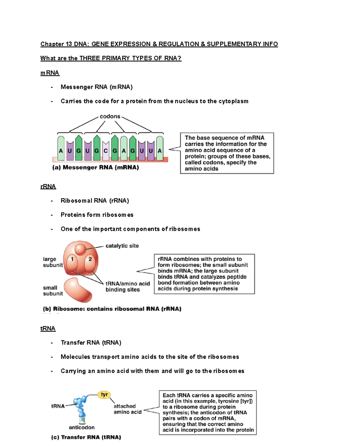 Bio Notes Chapter 13 - Chapter 13 DNA: GENE EXPRESSION & REGULATION ...