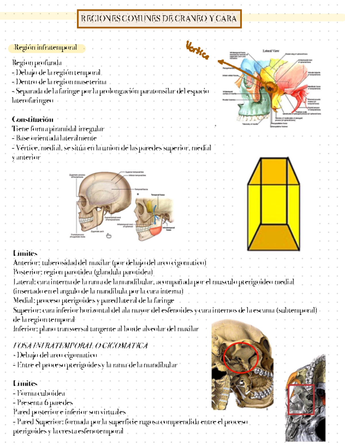 Regiones Comunes de Cráneo y Cara - Apuntes para Estudio - Studocu