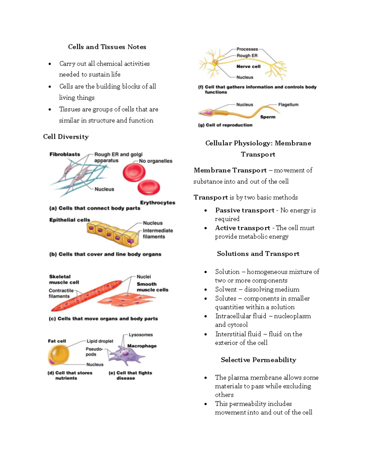 Cells and Tissues Study Notes: Structure, Functions, and Transport ...
