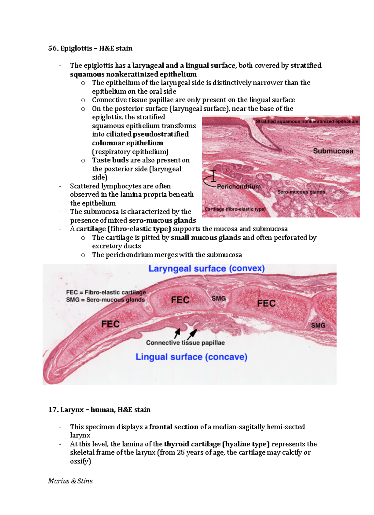 Epiglottis Histology Features
