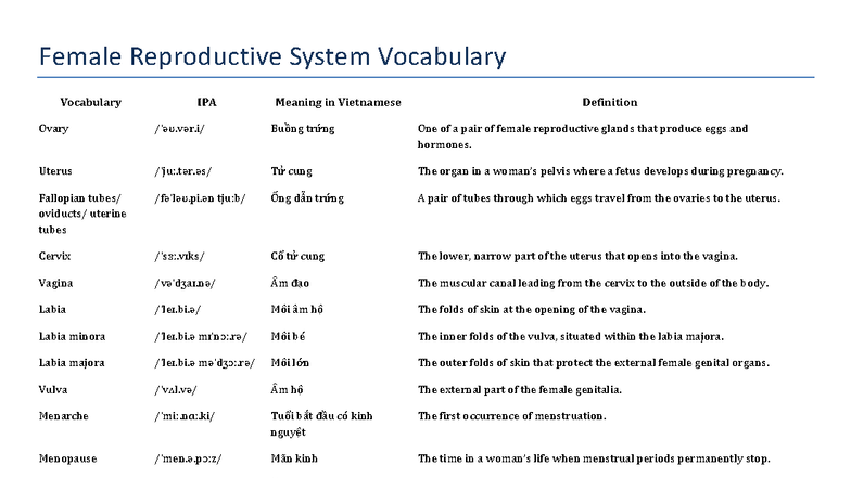 Female Reproductive System Vocabulary: Terms & Definitions in ...