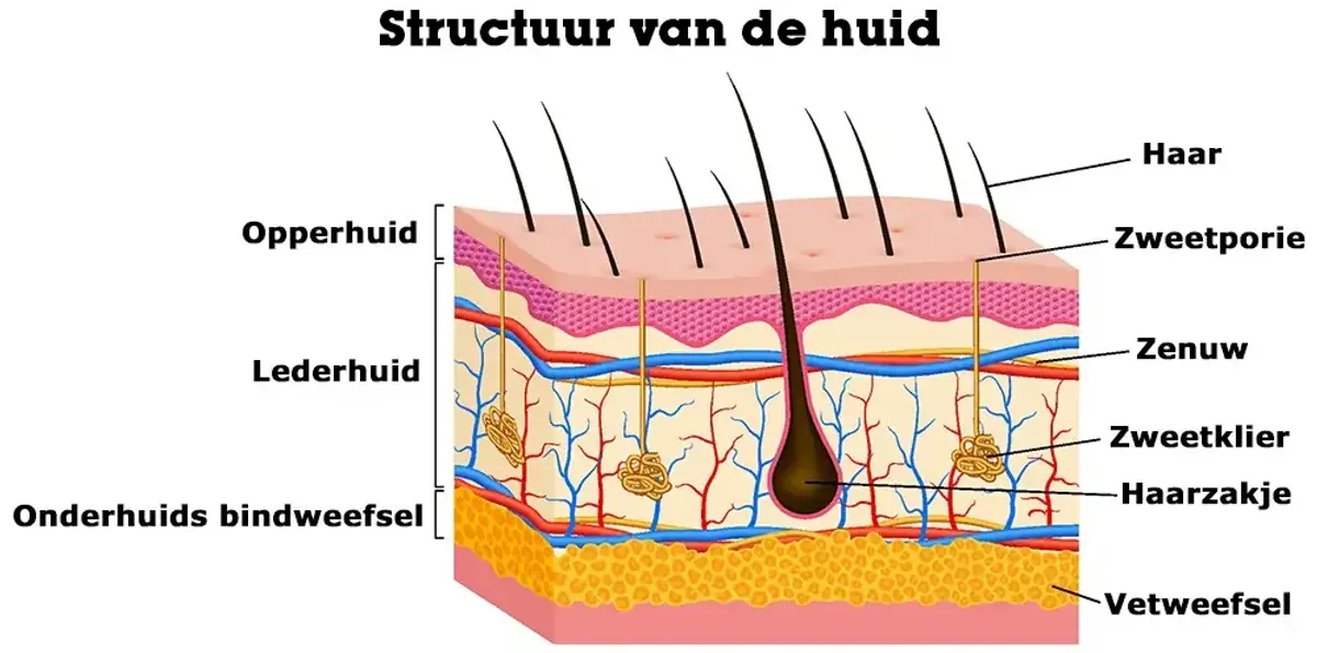 Structuur en Functies van de Huid: Inzicht in de Huidlagen - Studeersnel