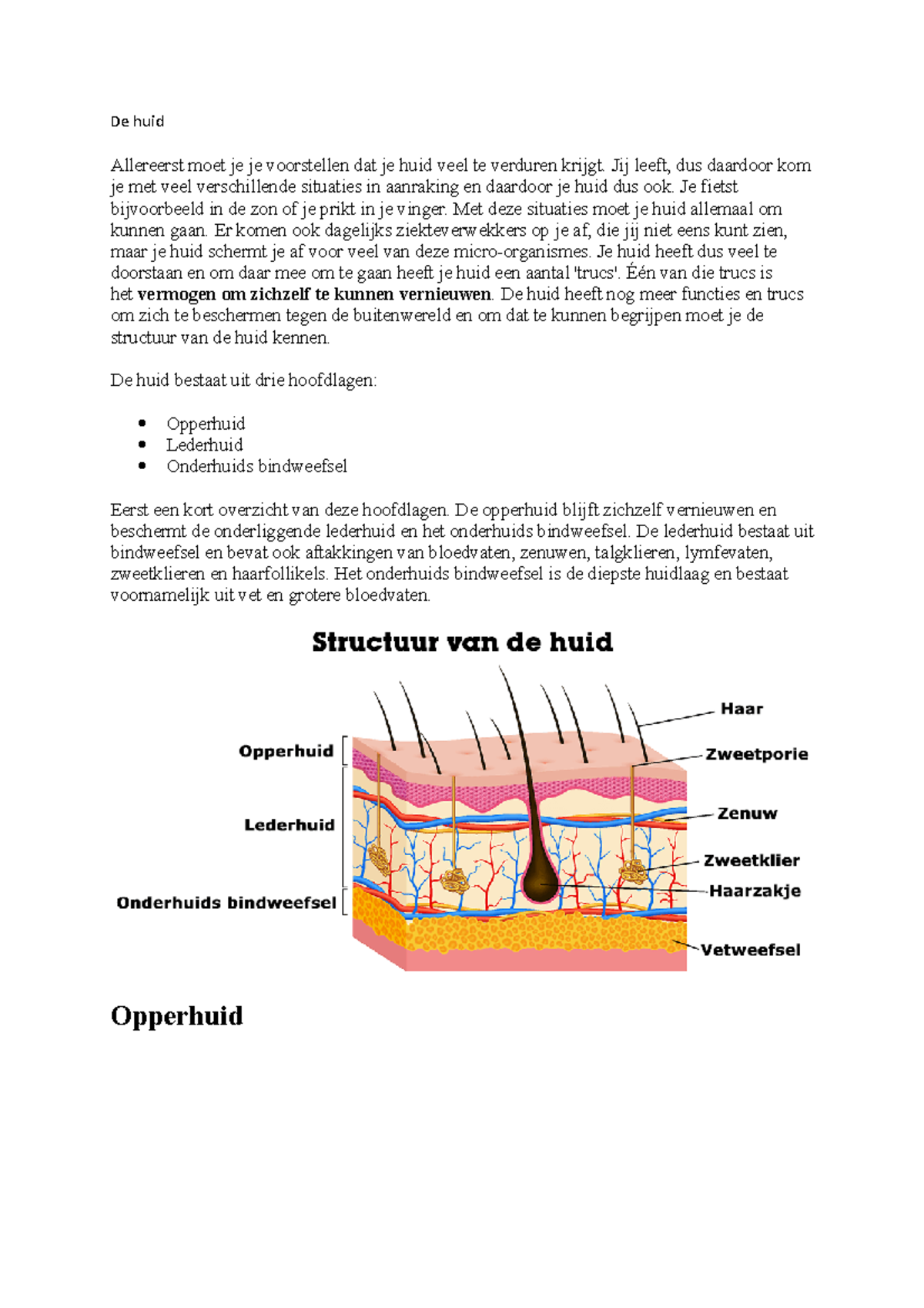 Structuur en Functies van de Huid: Inzicht in de Huidlagen - Studeersnel