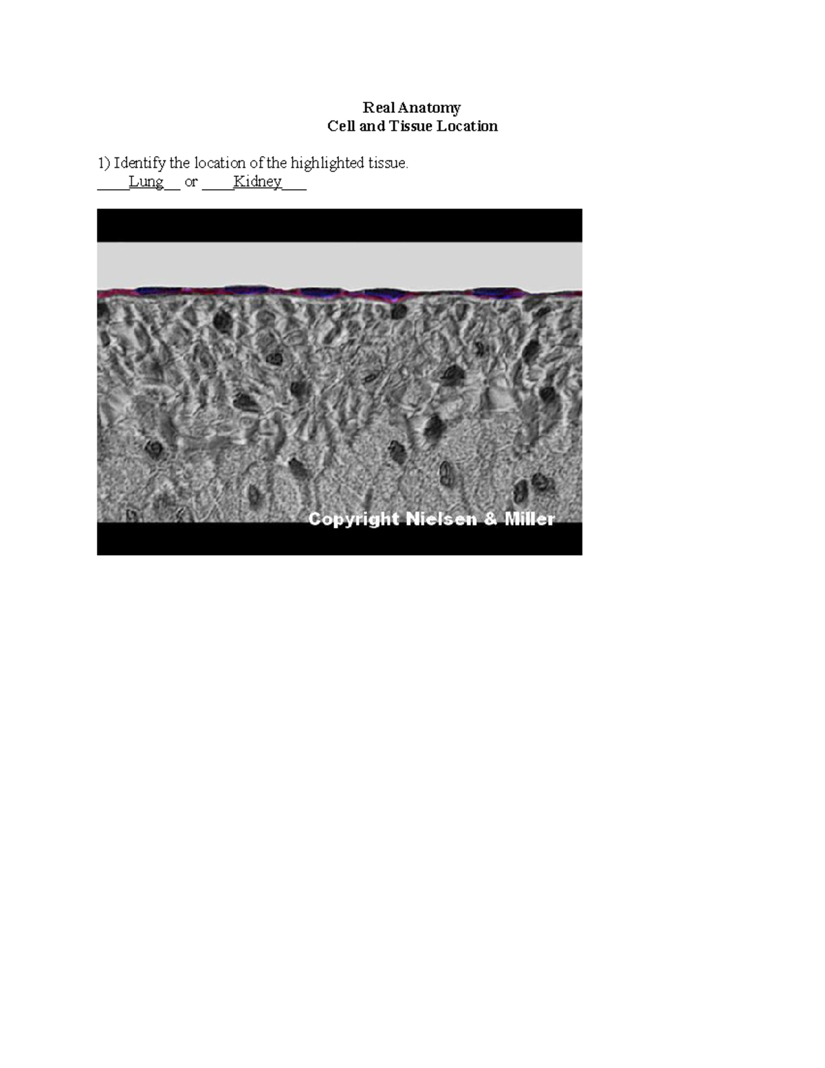 02 Real Anatomy Cell and Tissue Location Answer Key - Studocu