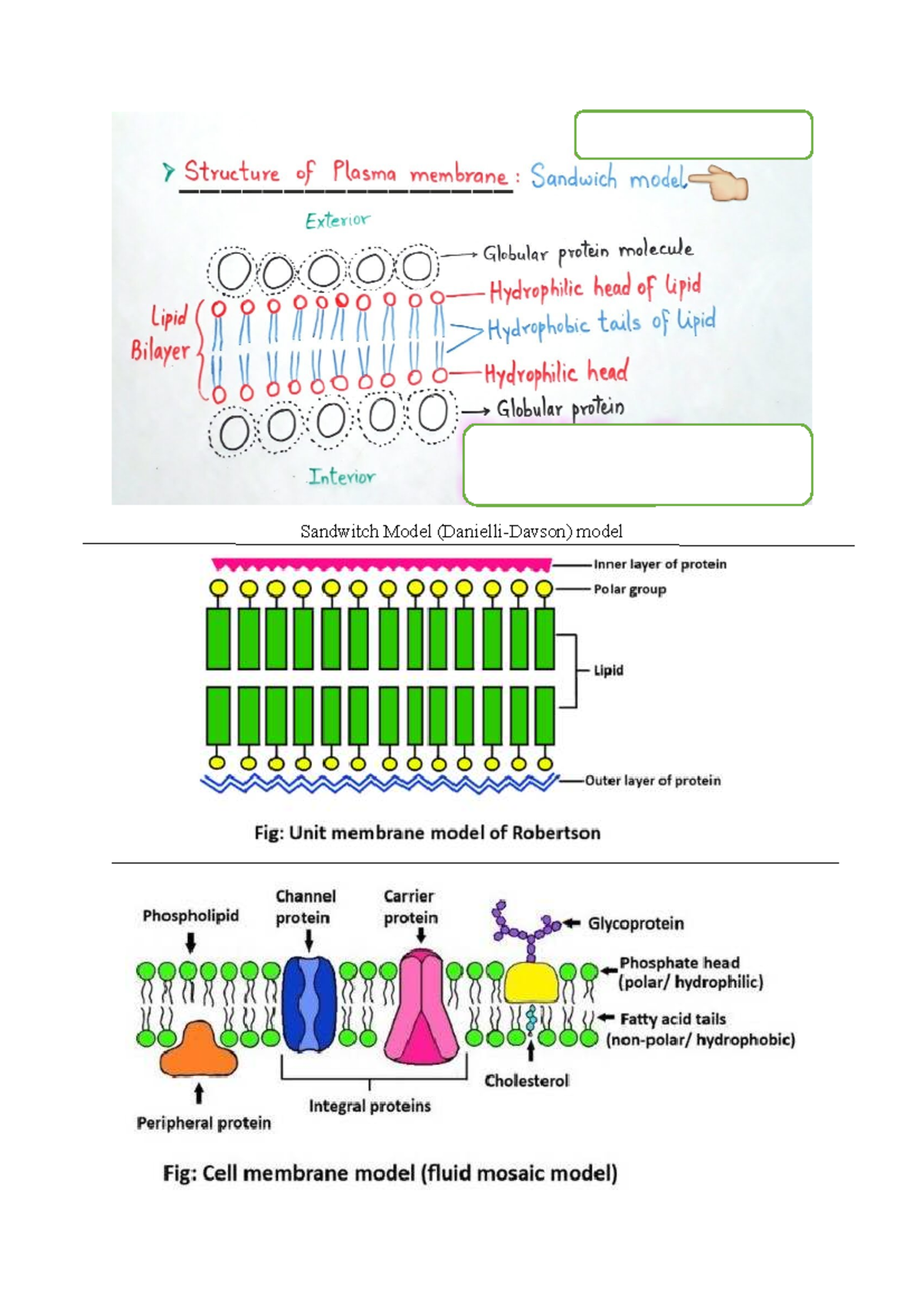 Models of Plasma Membrane: Sandwich & Fluid Mosaic Models - Studocu