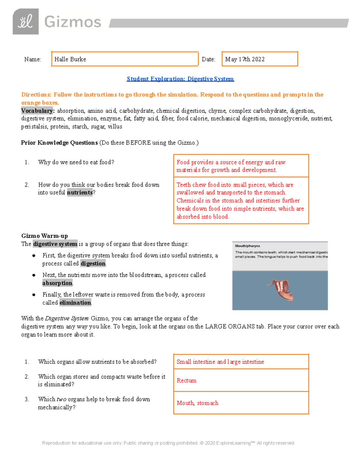 Digestive System Exploration with Gizmo Activity Guide - Studocu