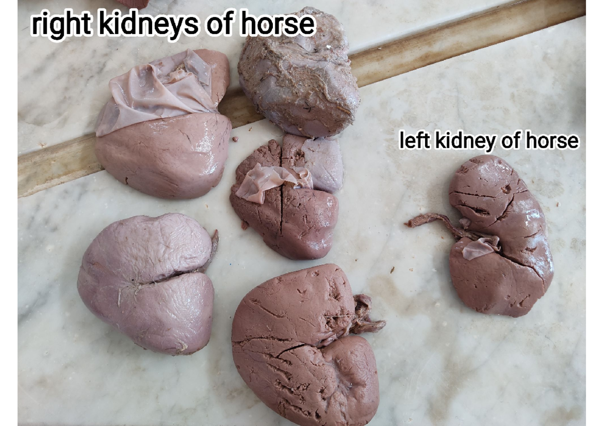 Kidney comparative - cmccmd - Anatomy & Physiology - right kidneys of ...