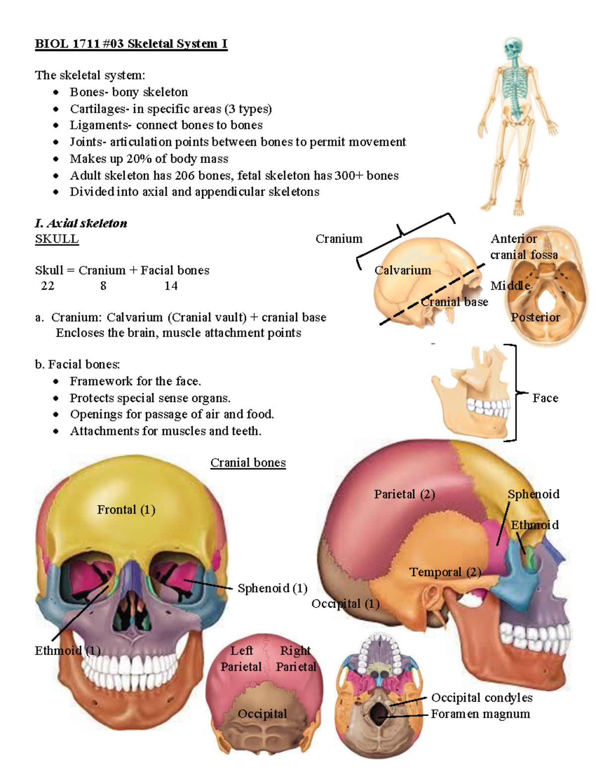BIOL 1711 Final Exam Study Guide: Skeletal System I Overview - Studocu