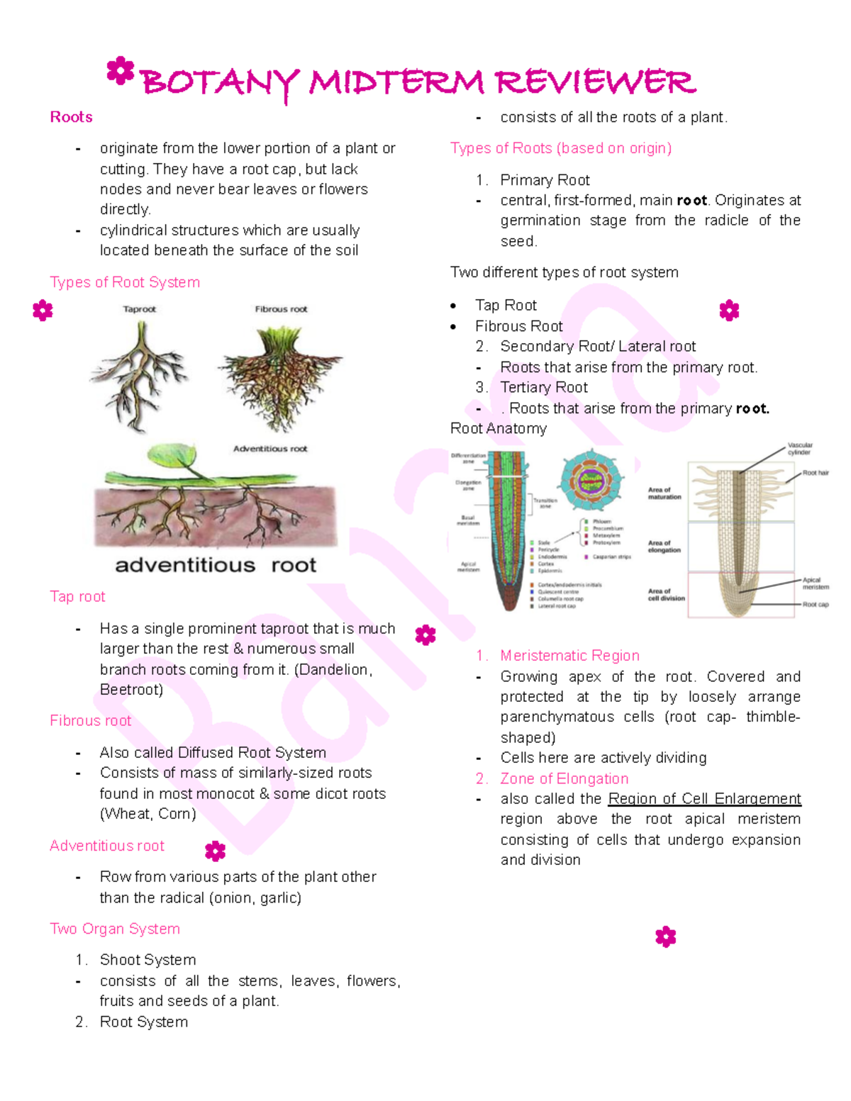Botany Midterms REV - Biology - Roots originate from the lower portion ...