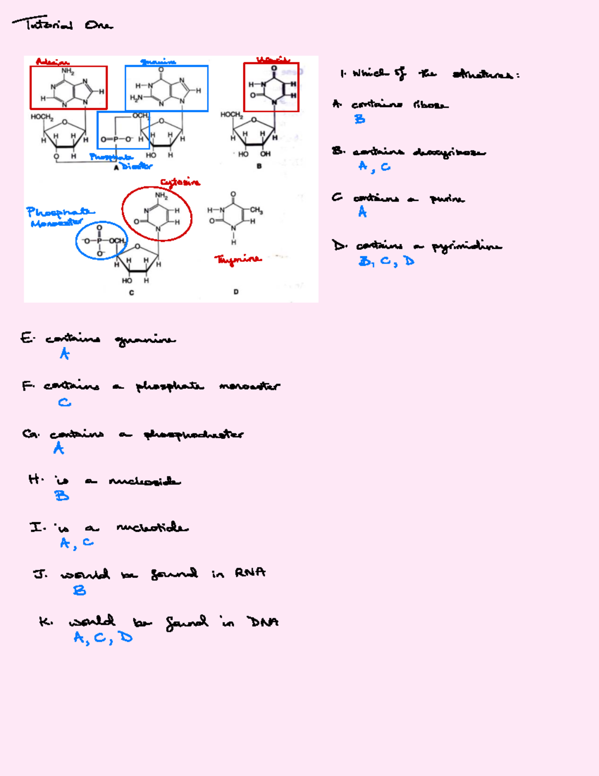 Tutorial One - Quiz on Nucleic Acids and DNA Structure - Studocu