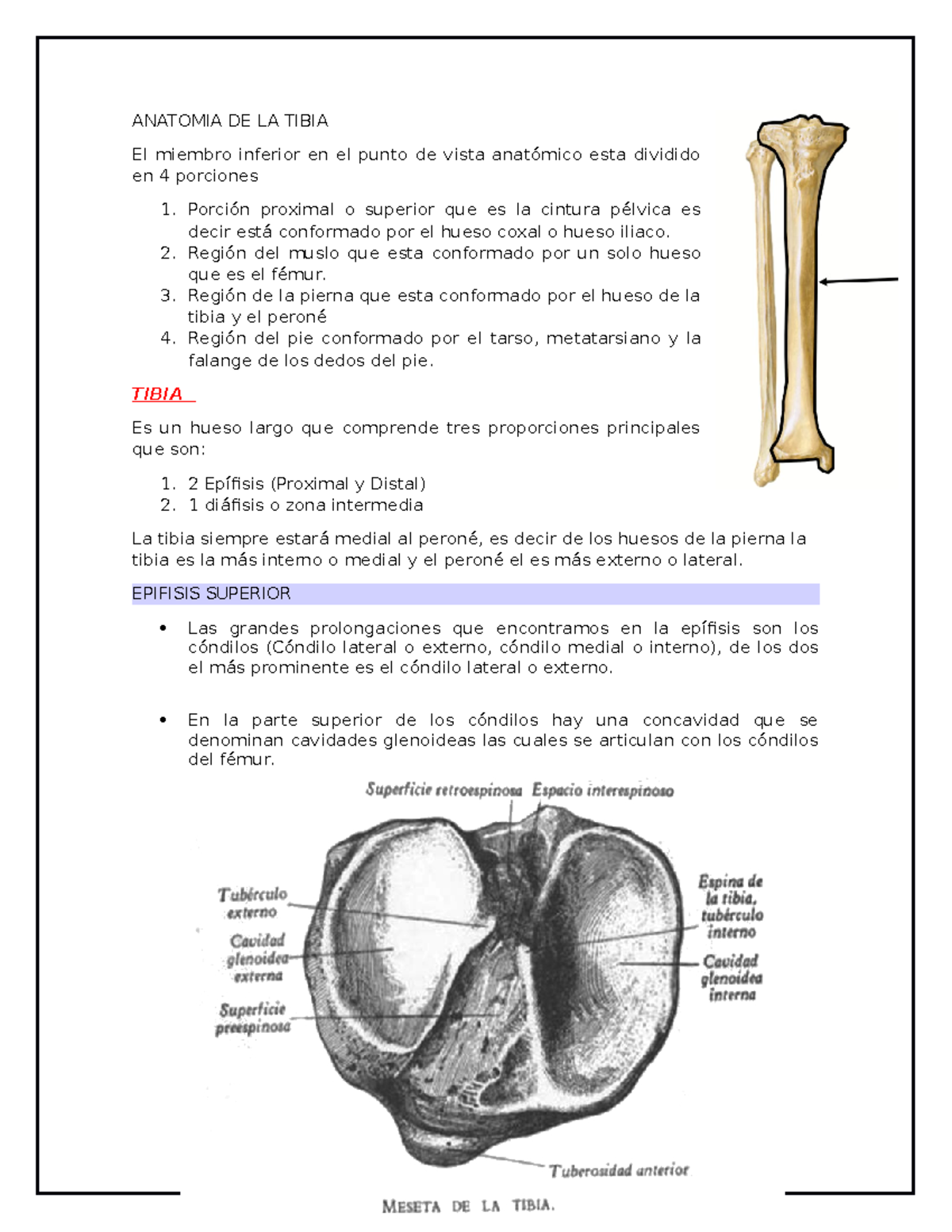 Anatomía De La Tibia Proximal