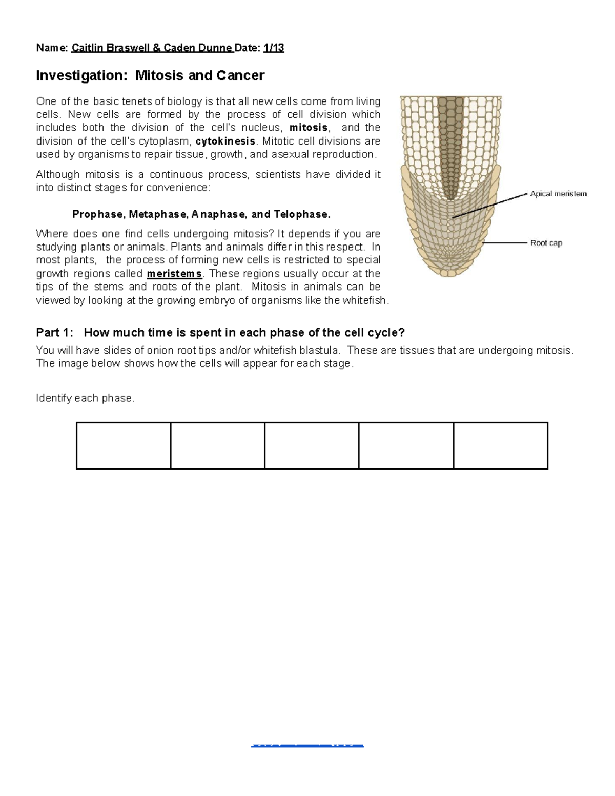 Mitosis and cancer - lab - Name: Caitlin Braswell & Caden Dunne Date: 1 ...