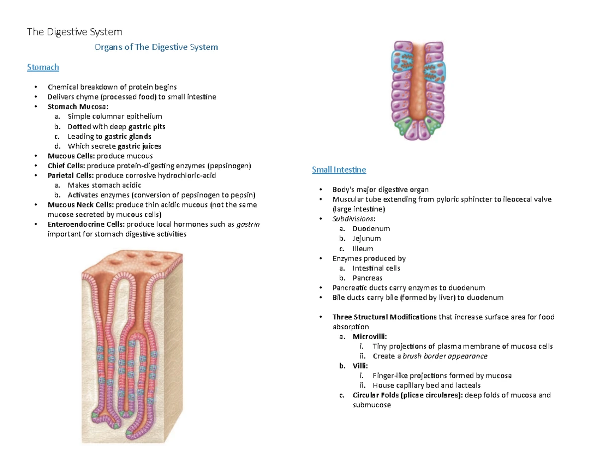 ANAT 1053 Test 2 - The Nervous System Part 2, The Respiratory System ...