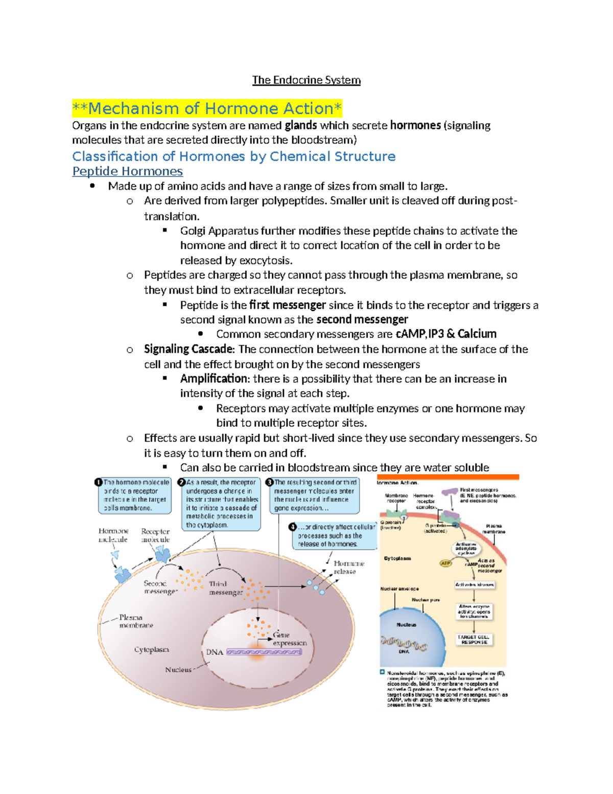 Endocrine System - MCAT BIOLOGY FINAL REVIEW NOTES - Studocu
